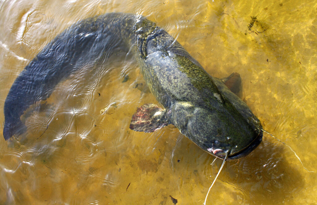 Catfish Fishing in Spain: Where’s The Best Place? - Fishing Spain